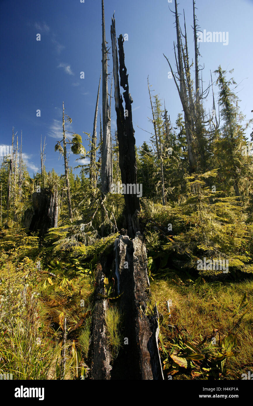 Peat bog. Old-growth cedar trees dead from previous fire, surrounded ...