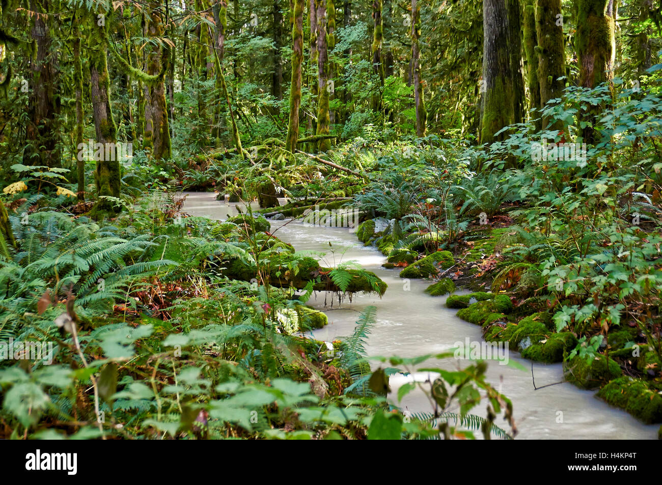 milky river in Great Bear Rainforest, Paradise Valley,Temperate ...