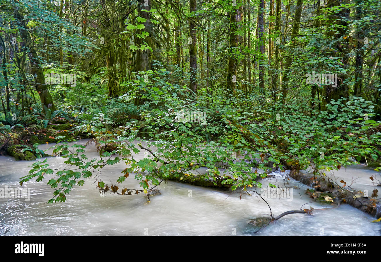 milky river in Great Bear Rainforest, Paradise Valley,Temperate ...