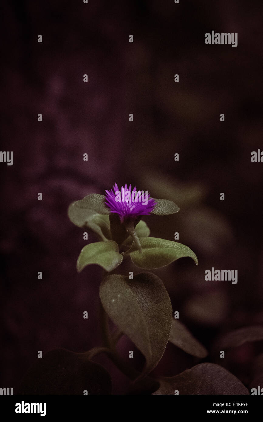 Alone single flower hi-res stock photography and images - Alamy