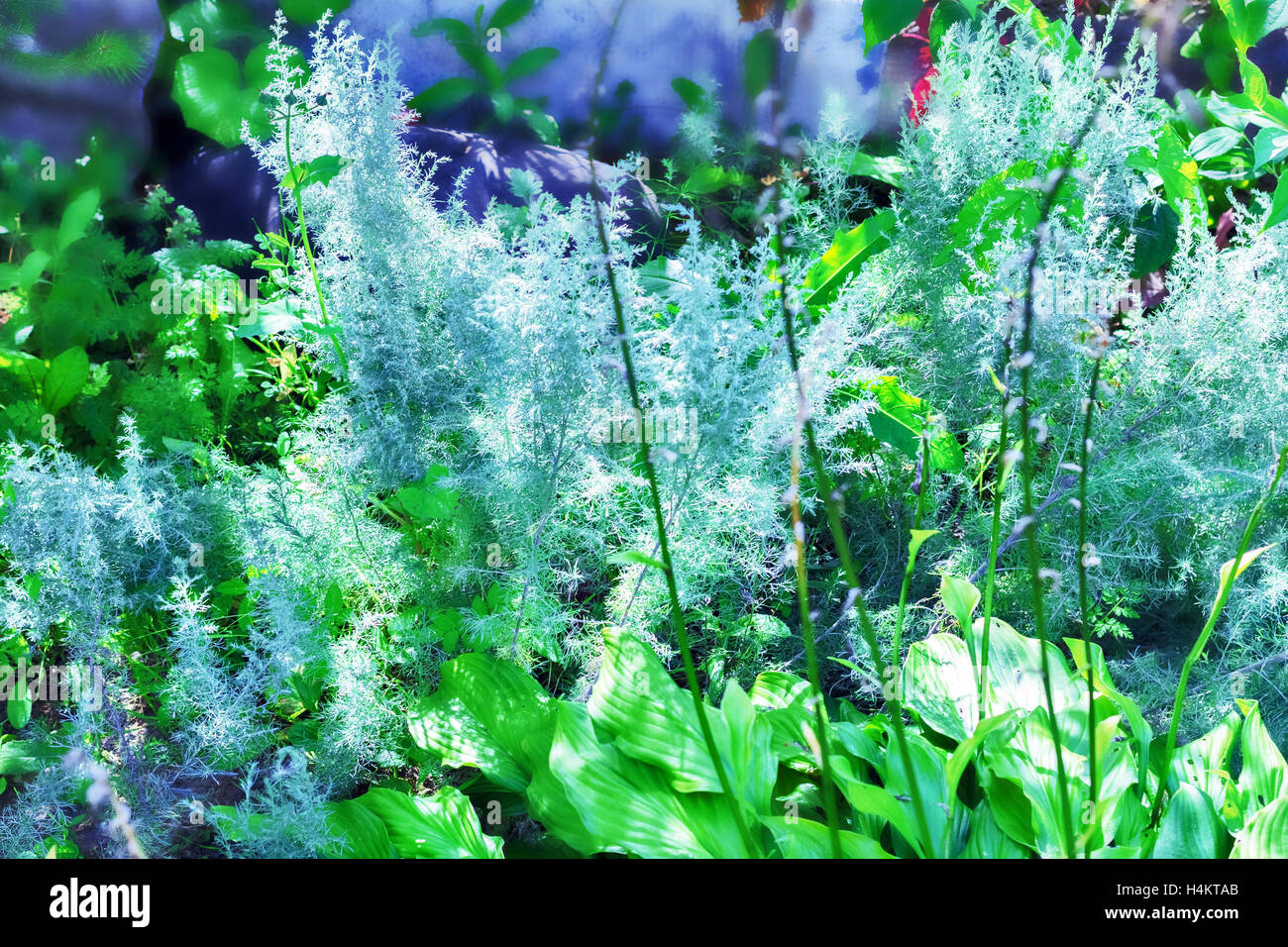 Emerald green grass hi-res stock photography and images - Alamy