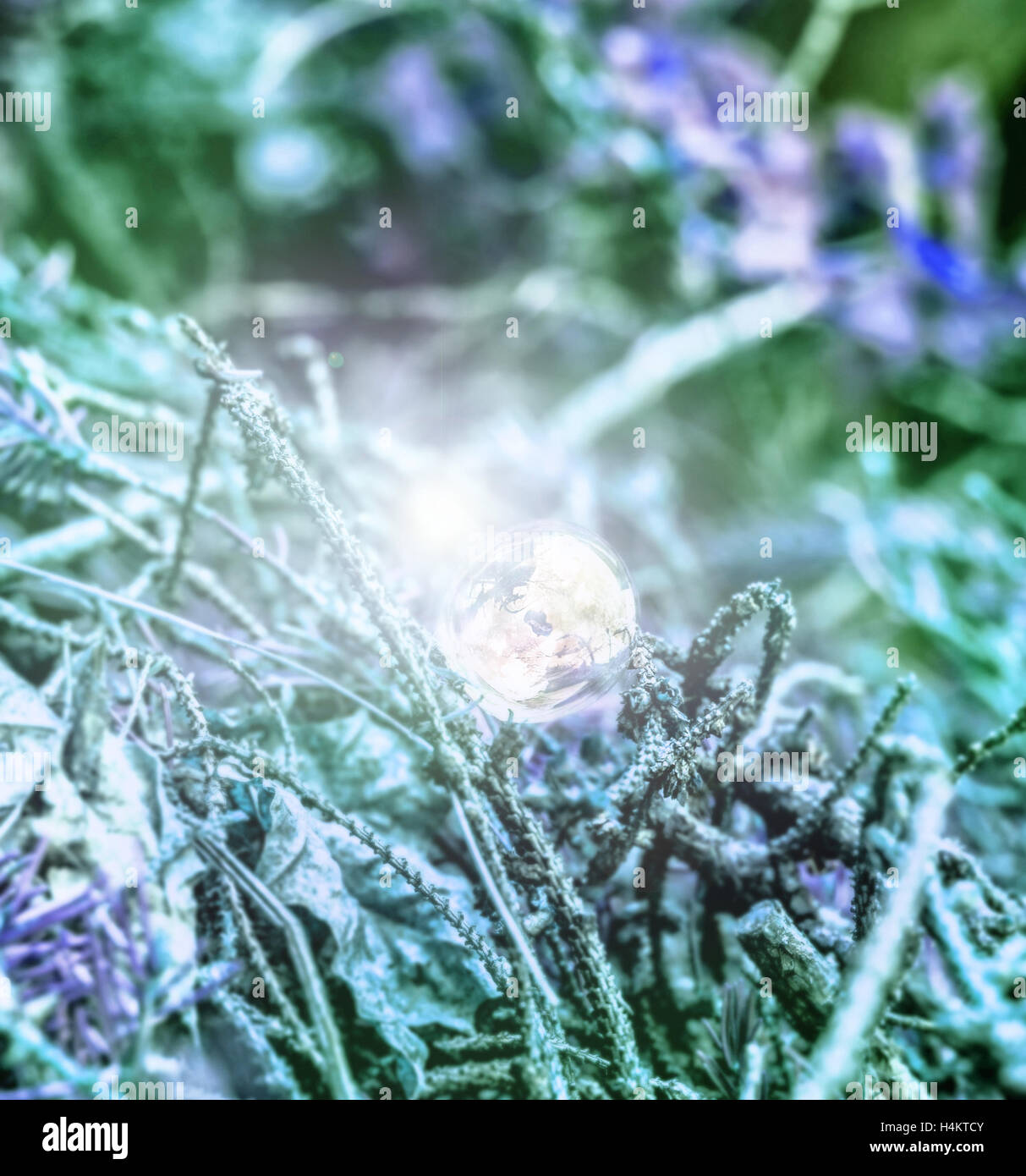 Nice bright bubble in nature forest at clear day Stock Photo - Alamy