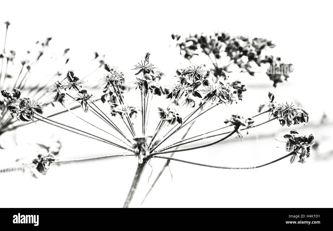 Nice and dry hi-res stock photography and images - Alamy