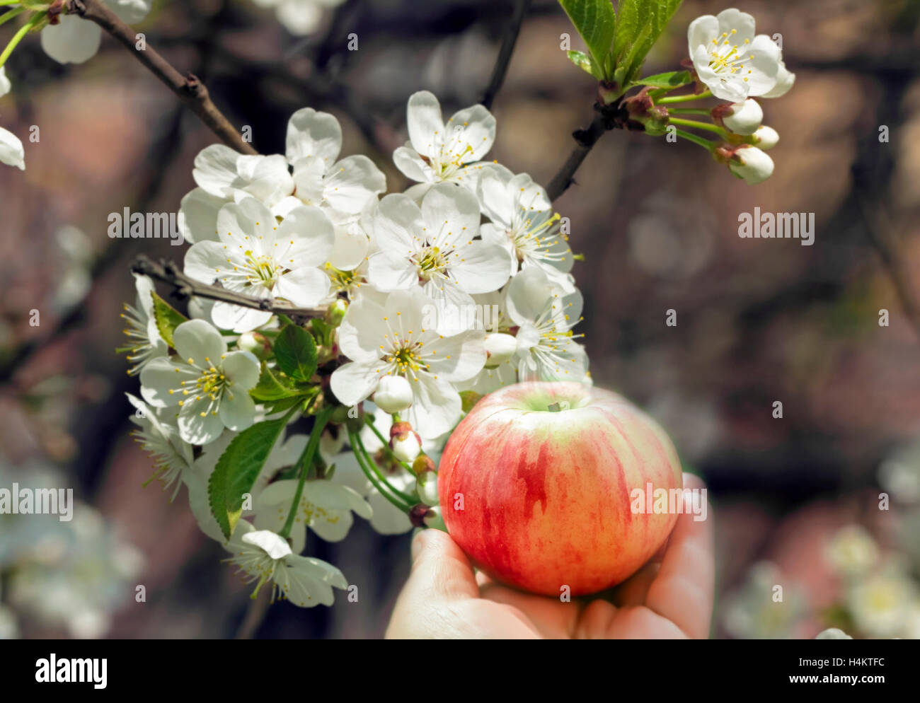 Nice apple hi-res stock photography and images - Alamy