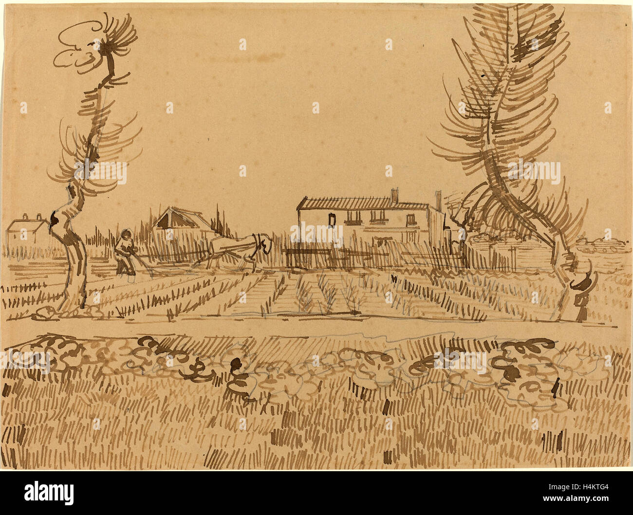 Dessins D'arbres De Van Gogh Affiche Racines D'arbres Vincent Van