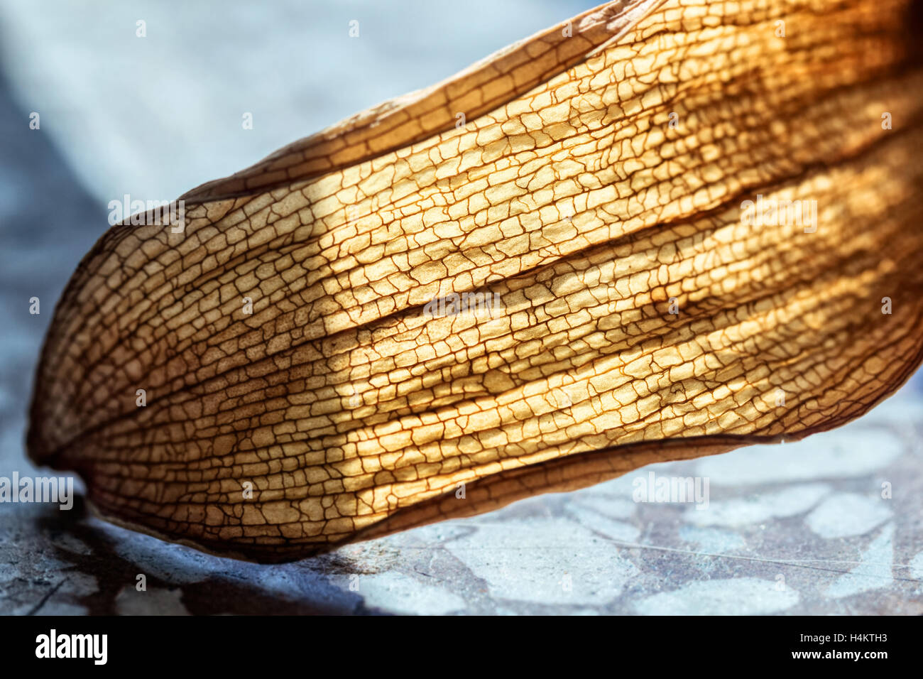 Big dry leaf in sunlight at bright day Stock Photo - Alamy