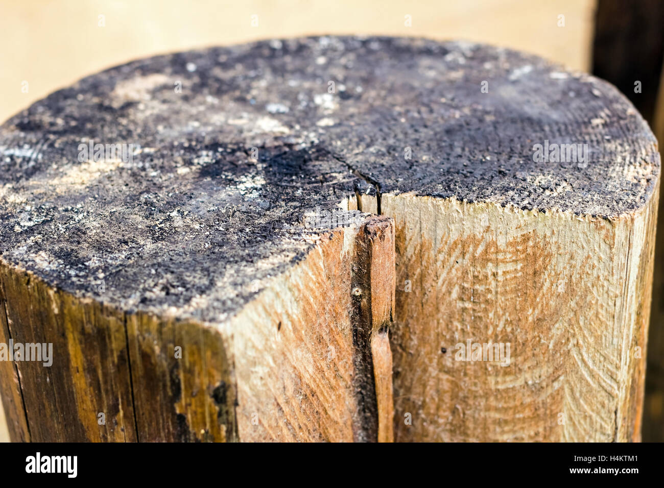 Big old log at day like table Stock Photo - Alamy