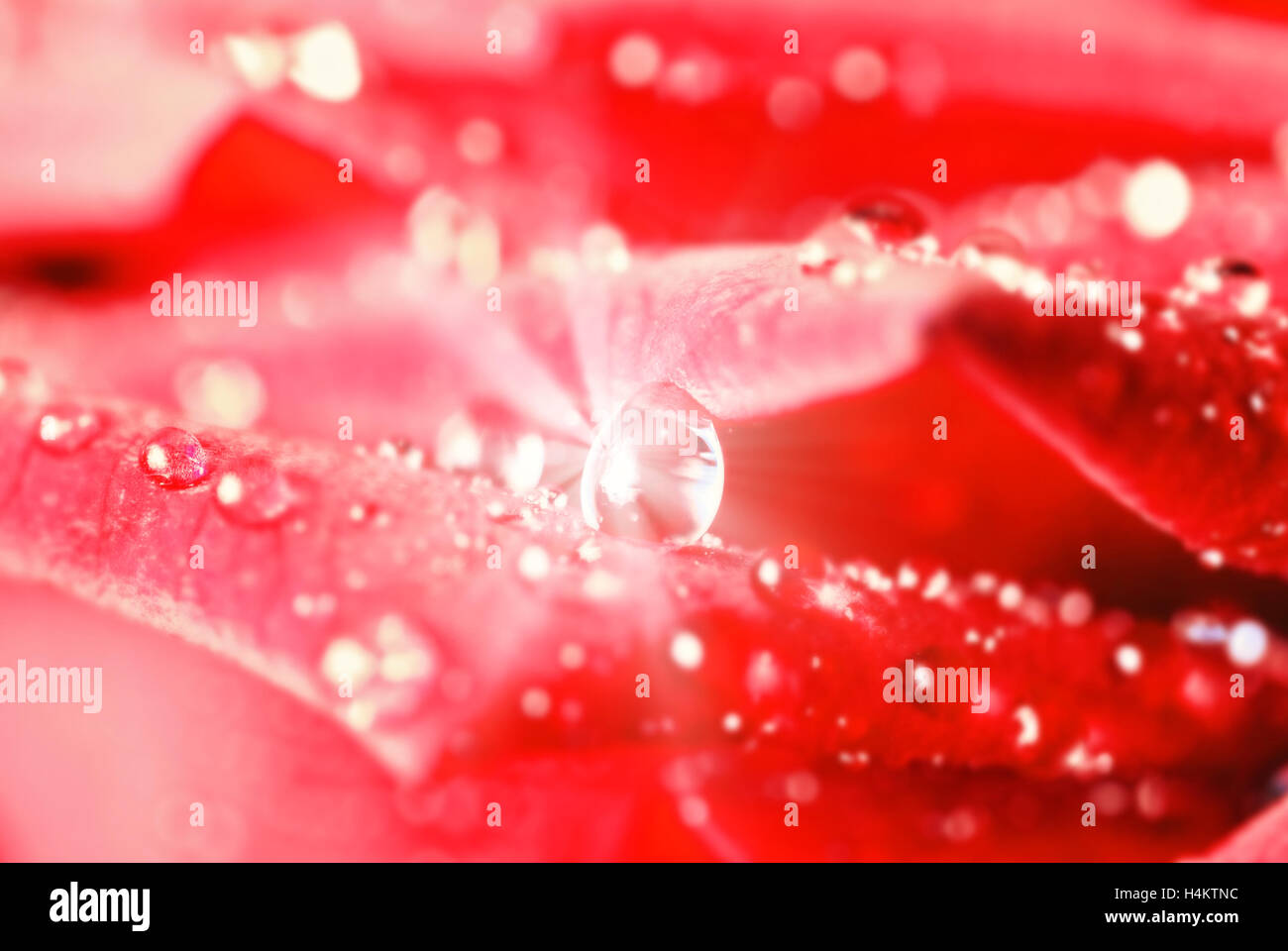 Sparkling dew drop hi-res stock photography and images - Alamy