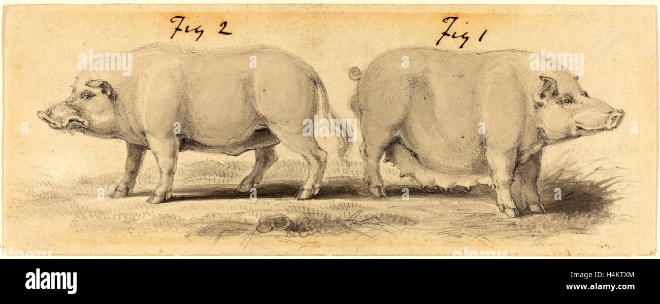 Samuel Howitt, British (c. 1765-1822), Two Pigs, gray and brown wash ...