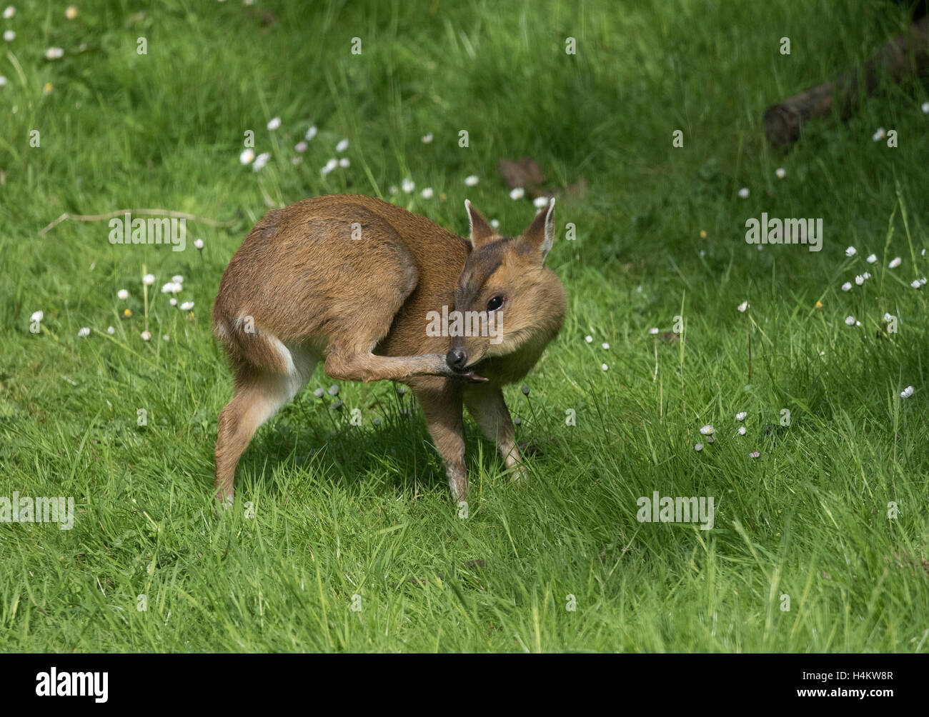 Baby Muntjac Deer also called Barking Deer Muntiacus reevesi feedin in ...