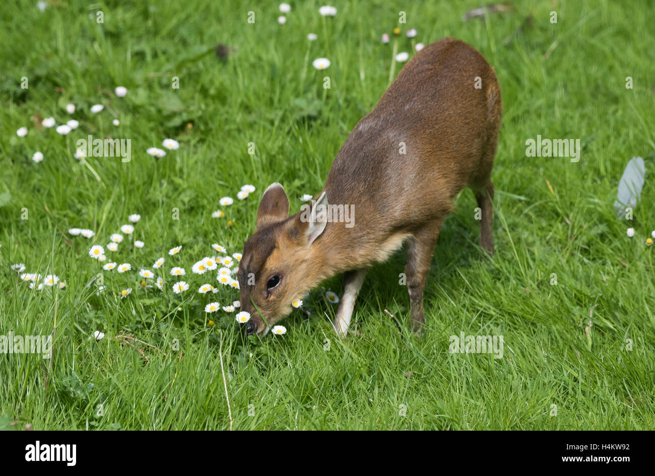 Baby muntjac called barking deer hi-res stock photography and images ...