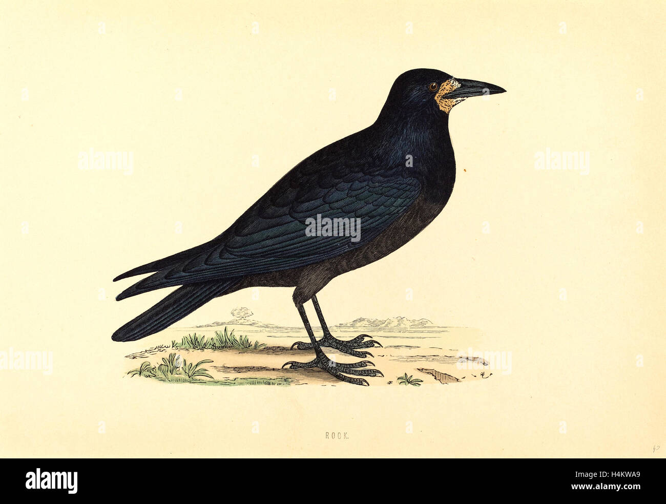 British 19th Century, Rook, hand-colored etching Stock Photo - Alamy
