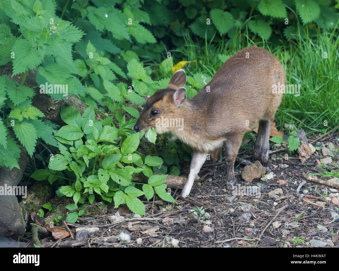 Baby Muntjac Deer also called Barking Deer Muntiacus reevesi feedin in ...