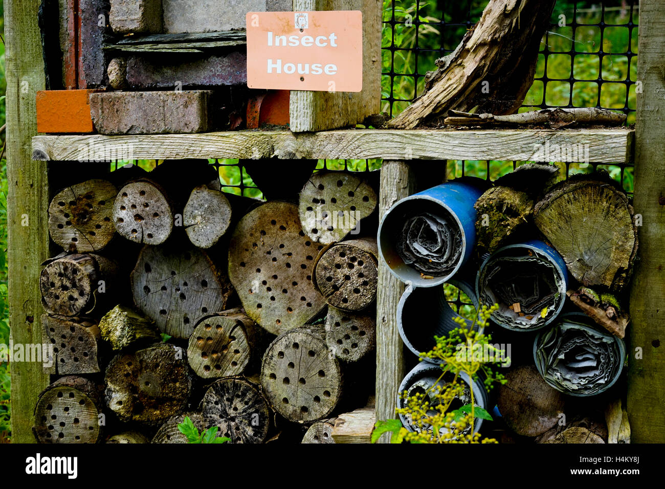 Insect structure hi-res stock photography and images - Alamy
