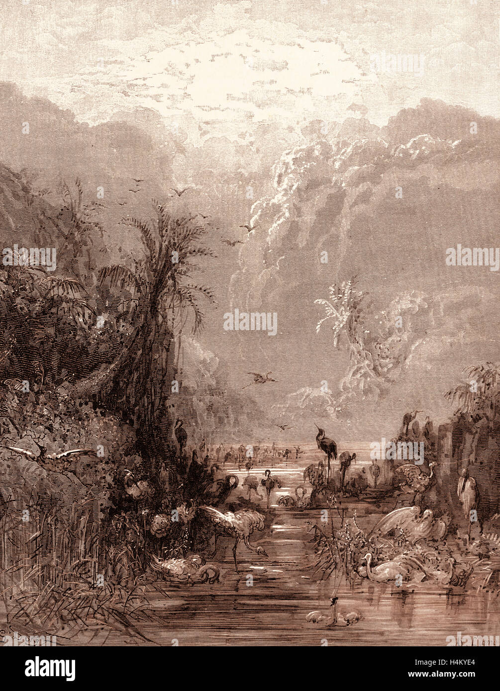 The Creation of Birds Stock Photo - Alamy