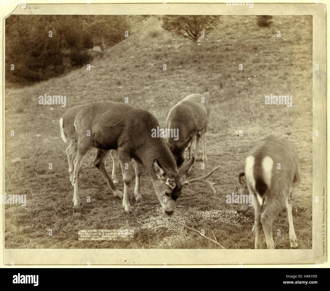 D dear hi-res stock photography and images - Alamy