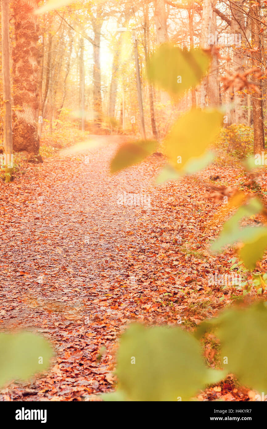 Image of colorful forest path on an autumn day Stock Photo - Alamy