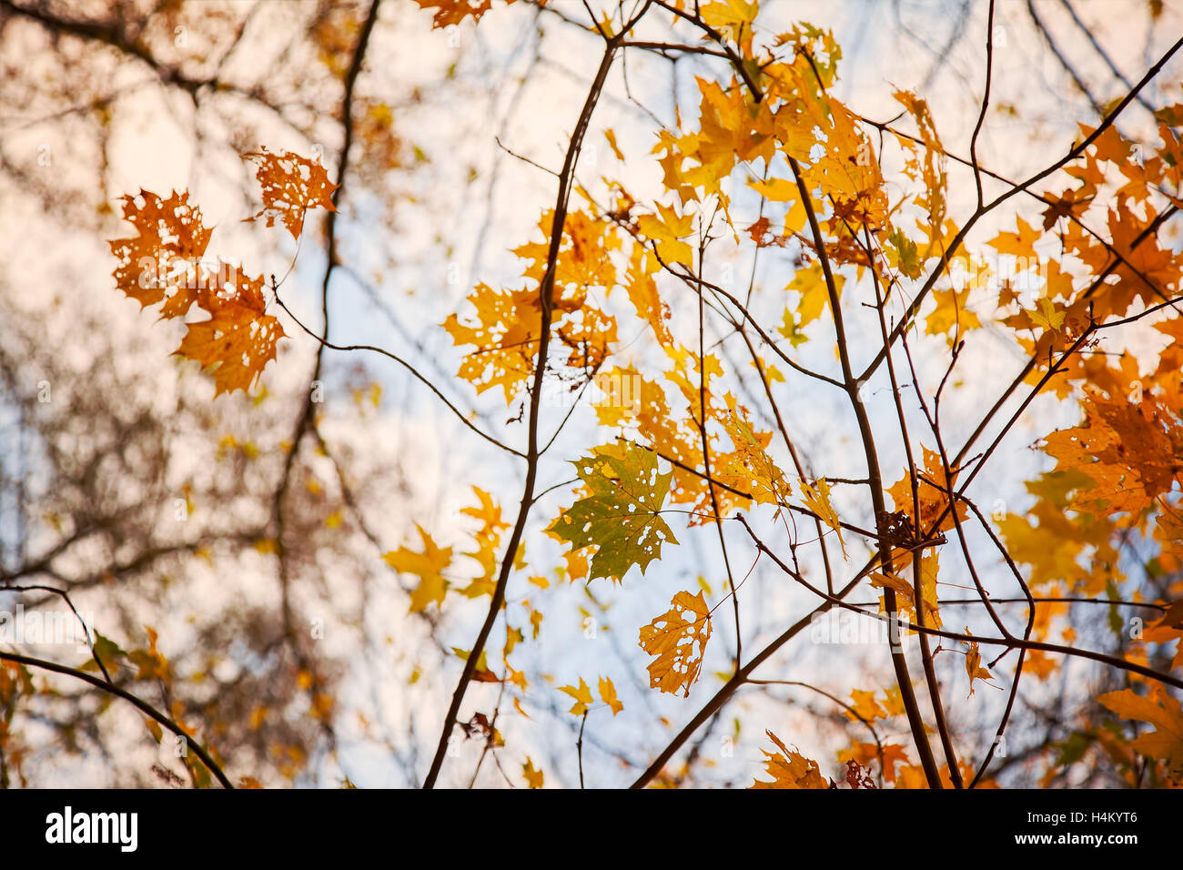 Image of colorful autumn branches Stock Photo - Alamy