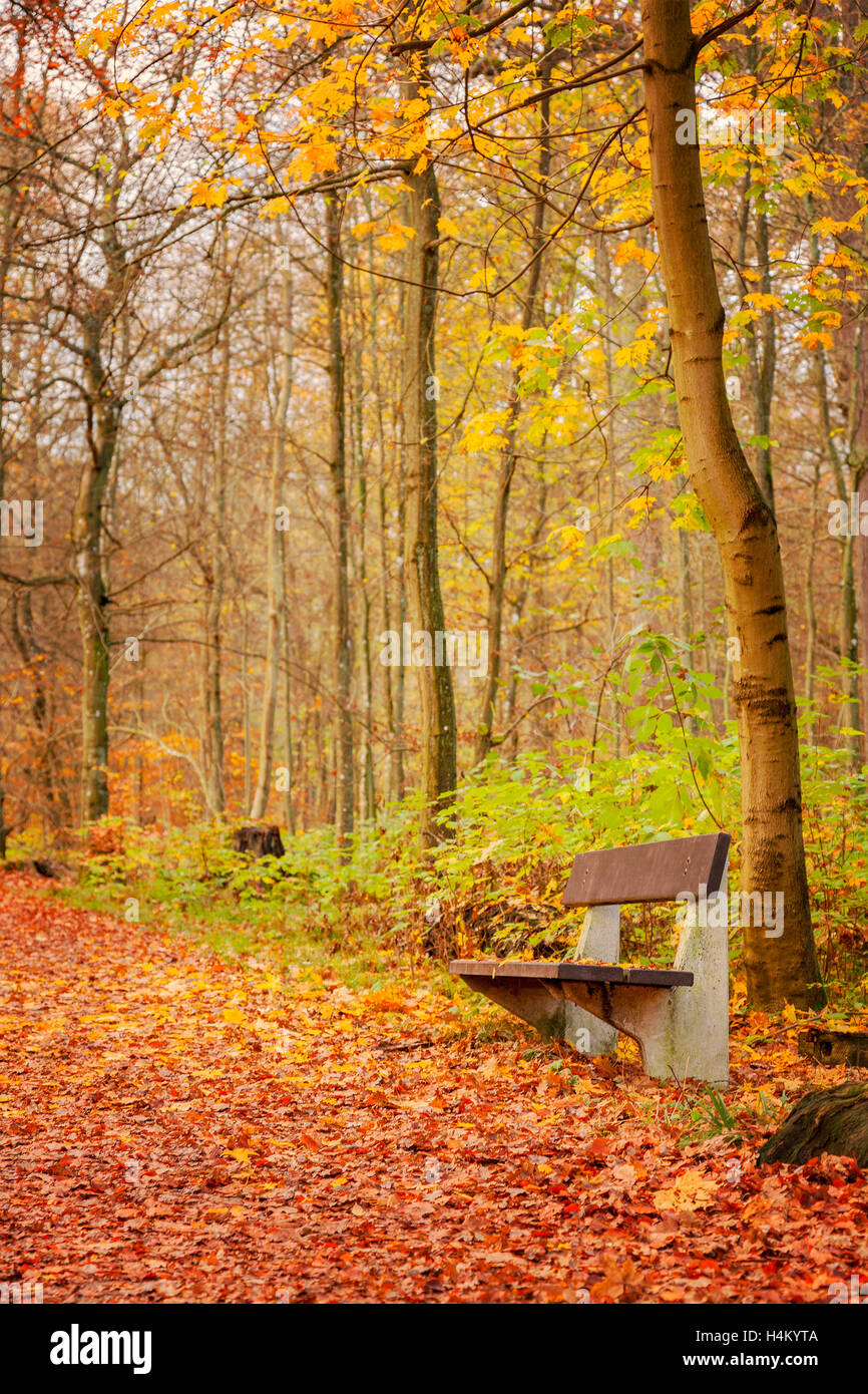 Image colourful forest path with bench Stock Photo - Alamy