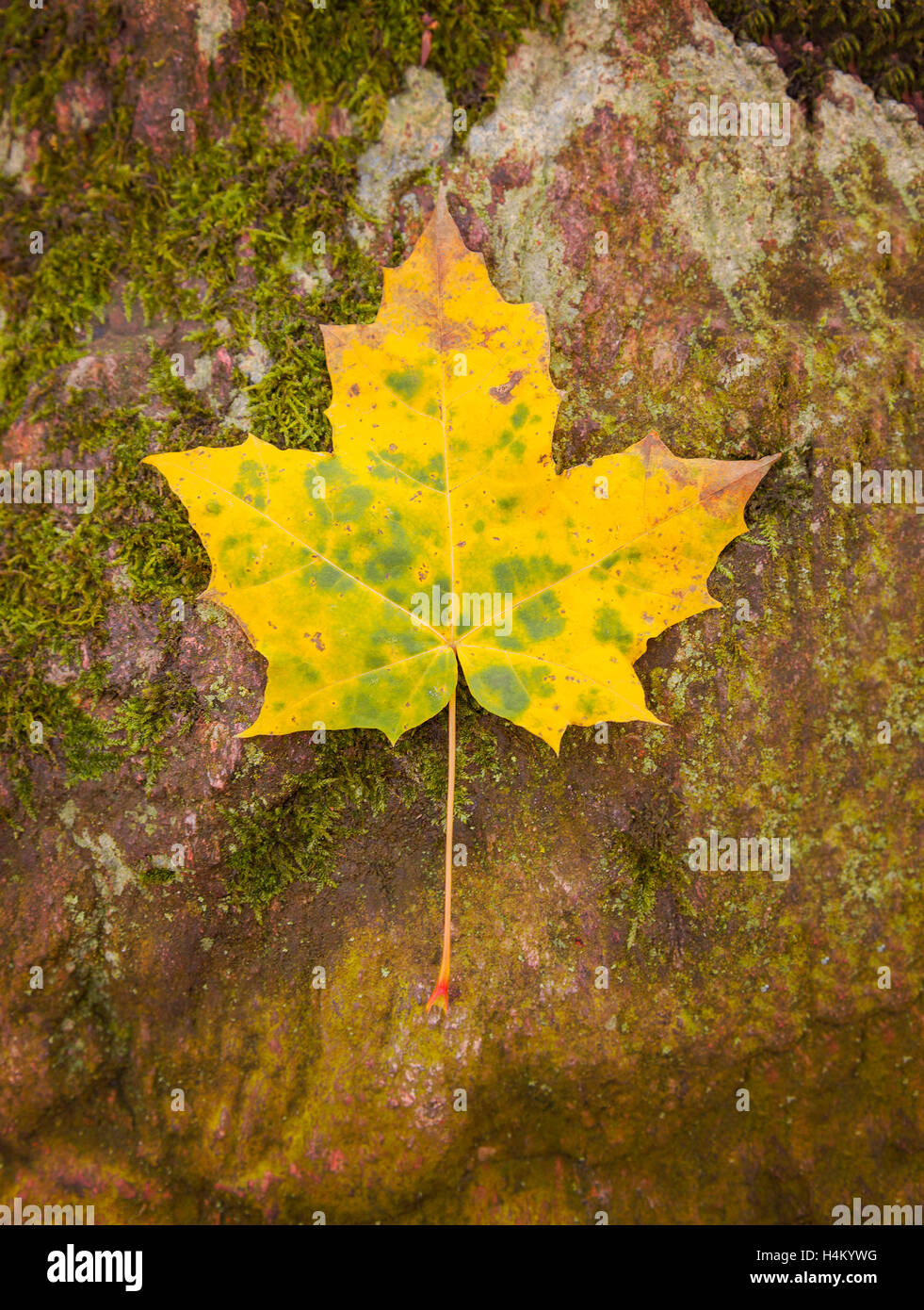 One autumn leaf hi-res stock photography and images - Alamy