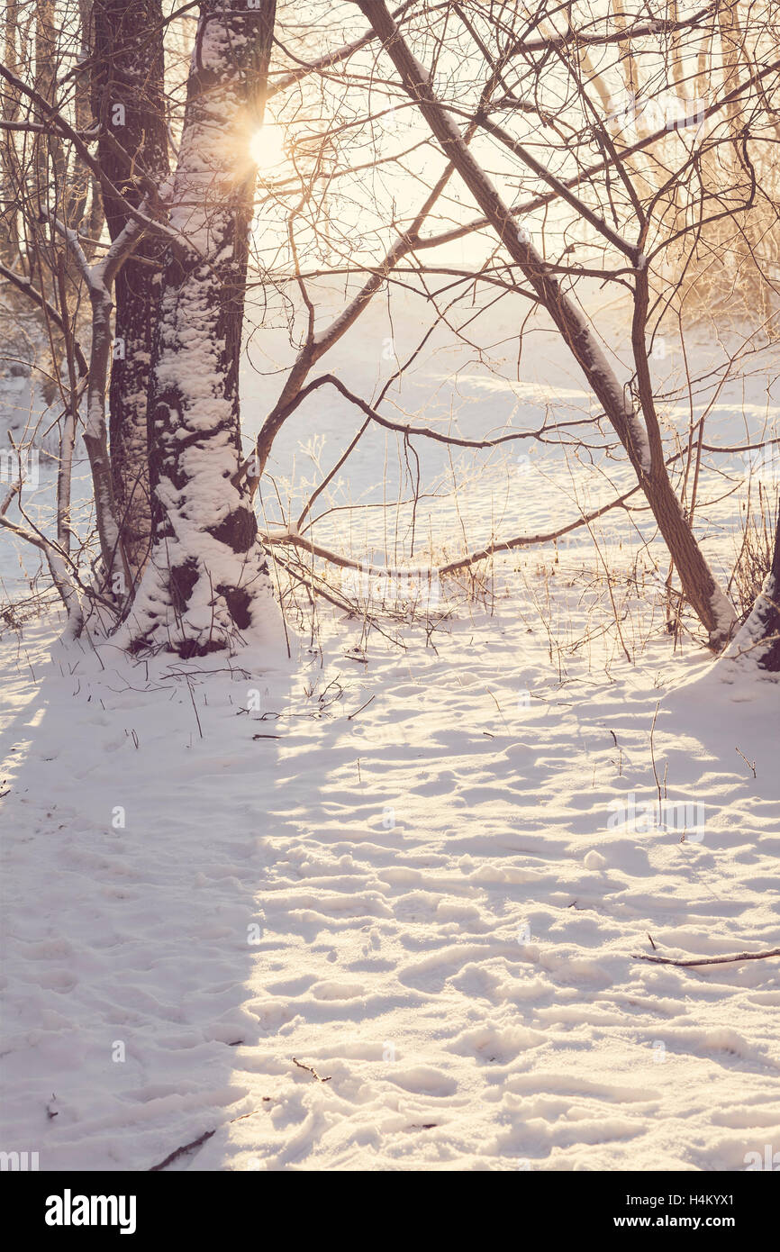 Image of sun through the trees on a winter morning Stock Photo - Alamy