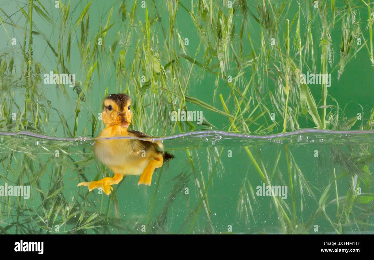 Beautiful little duck hi-res stock photography and images - Alamy