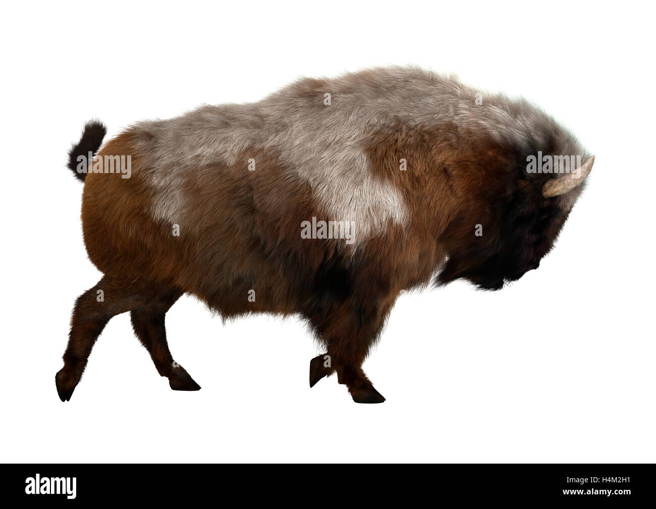 American bison bison bison walking Cut Out Stock Images & Pictures - Alamy
