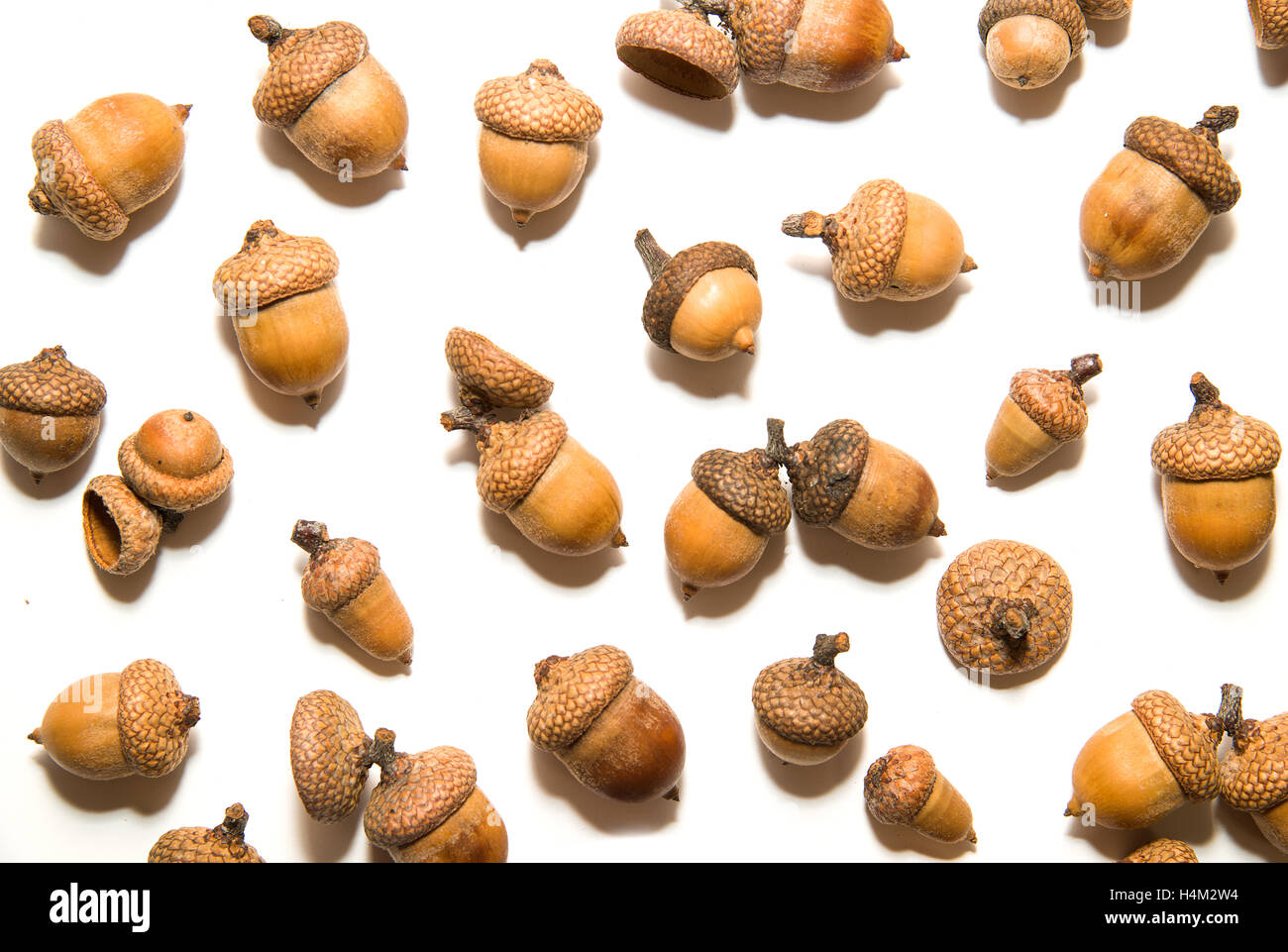 Many dried autumn acorns on white Stock Photo - Alamy