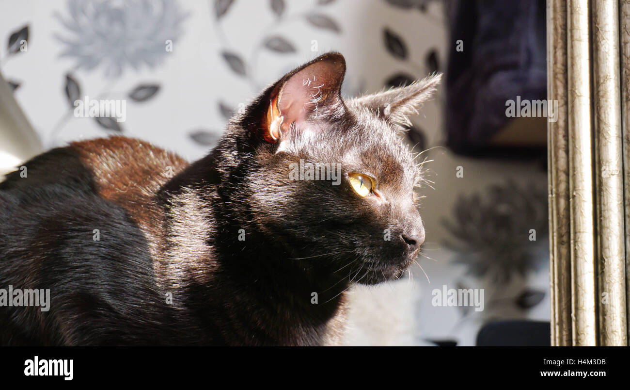 Close Up Of A Black Cat Hi res Stock Photography And Images Alamy Close Up Of A Black Cat Hi res Stock Photography And Images Alamy