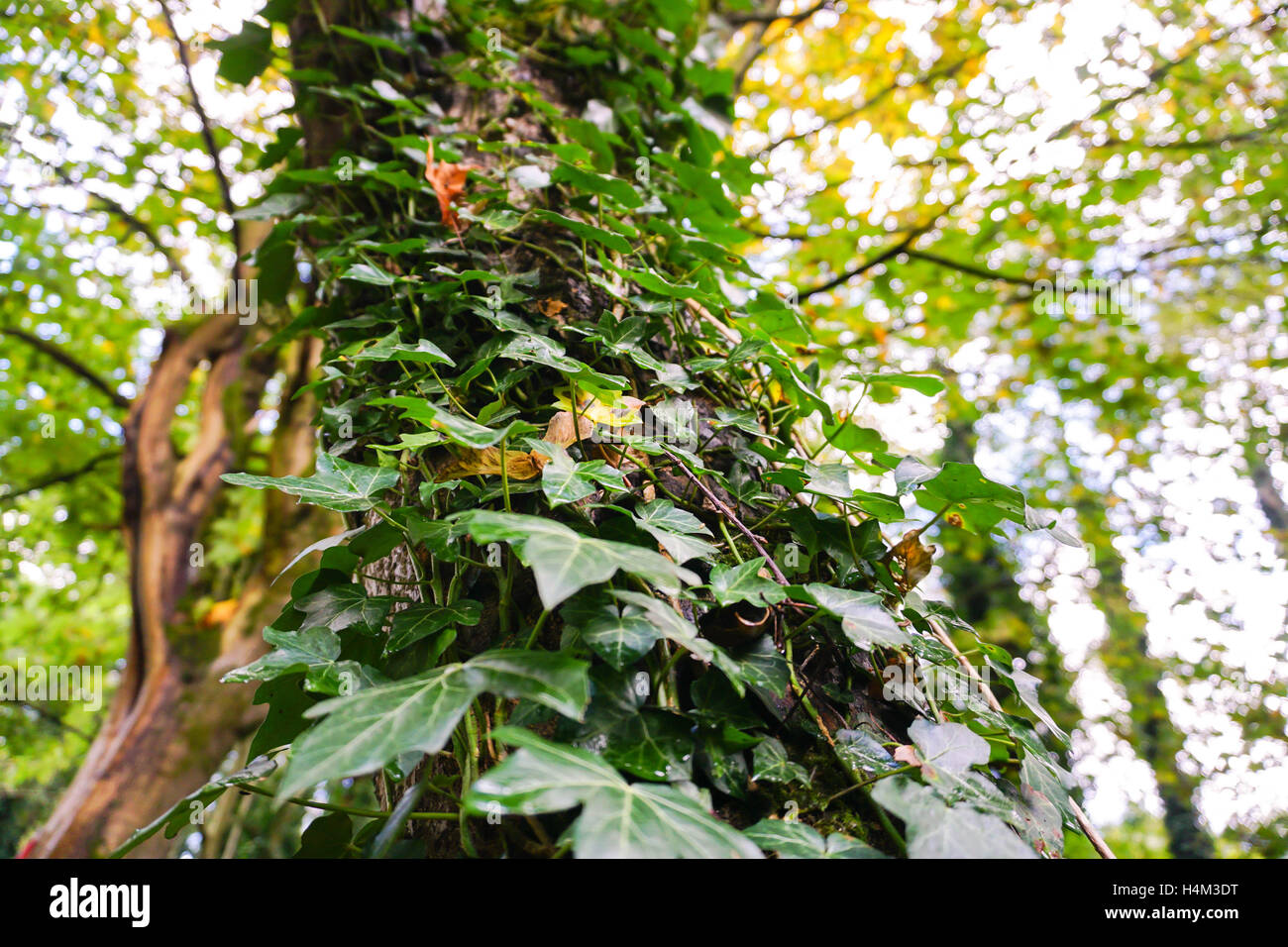 Close up on some leaves from an Ivy tree Stock Photo - Alamy