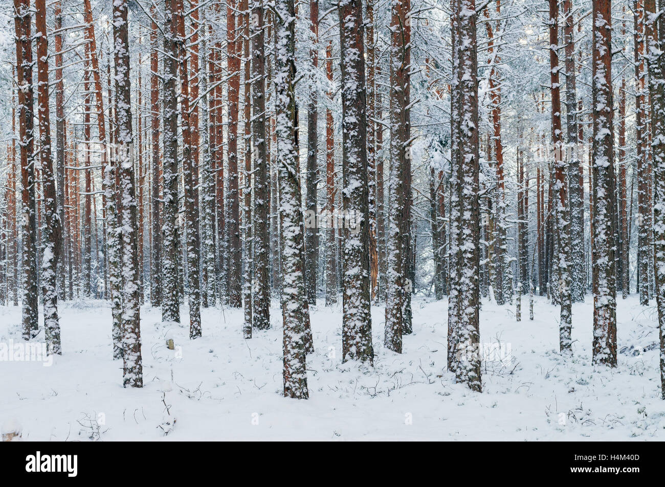 Pine tree trunks covered with snow, wintry background Stock Photo - Alamy