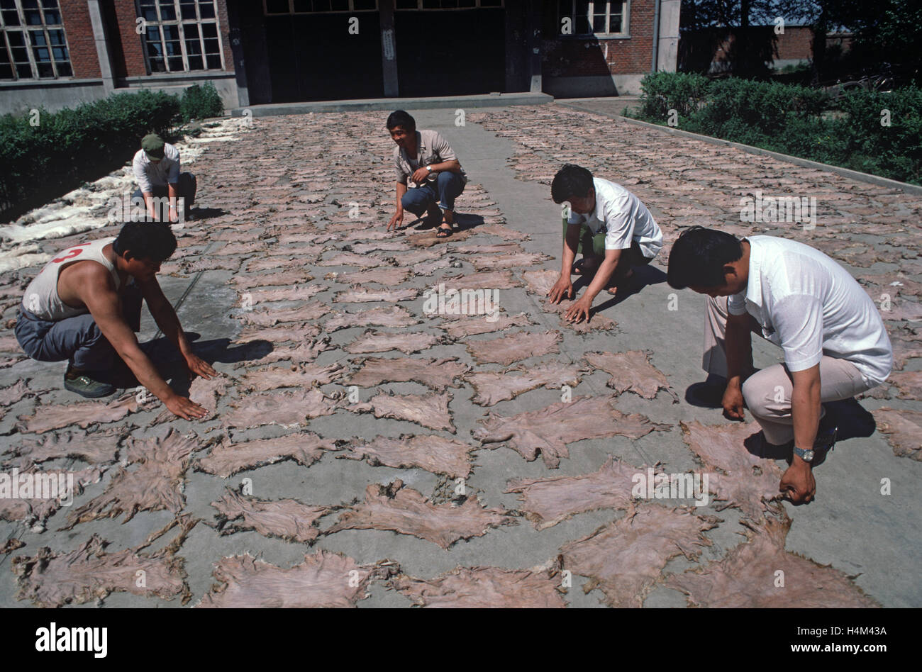 Cat and dog furs drying in Harbin Fur Factory, Heilongjiang Province ...