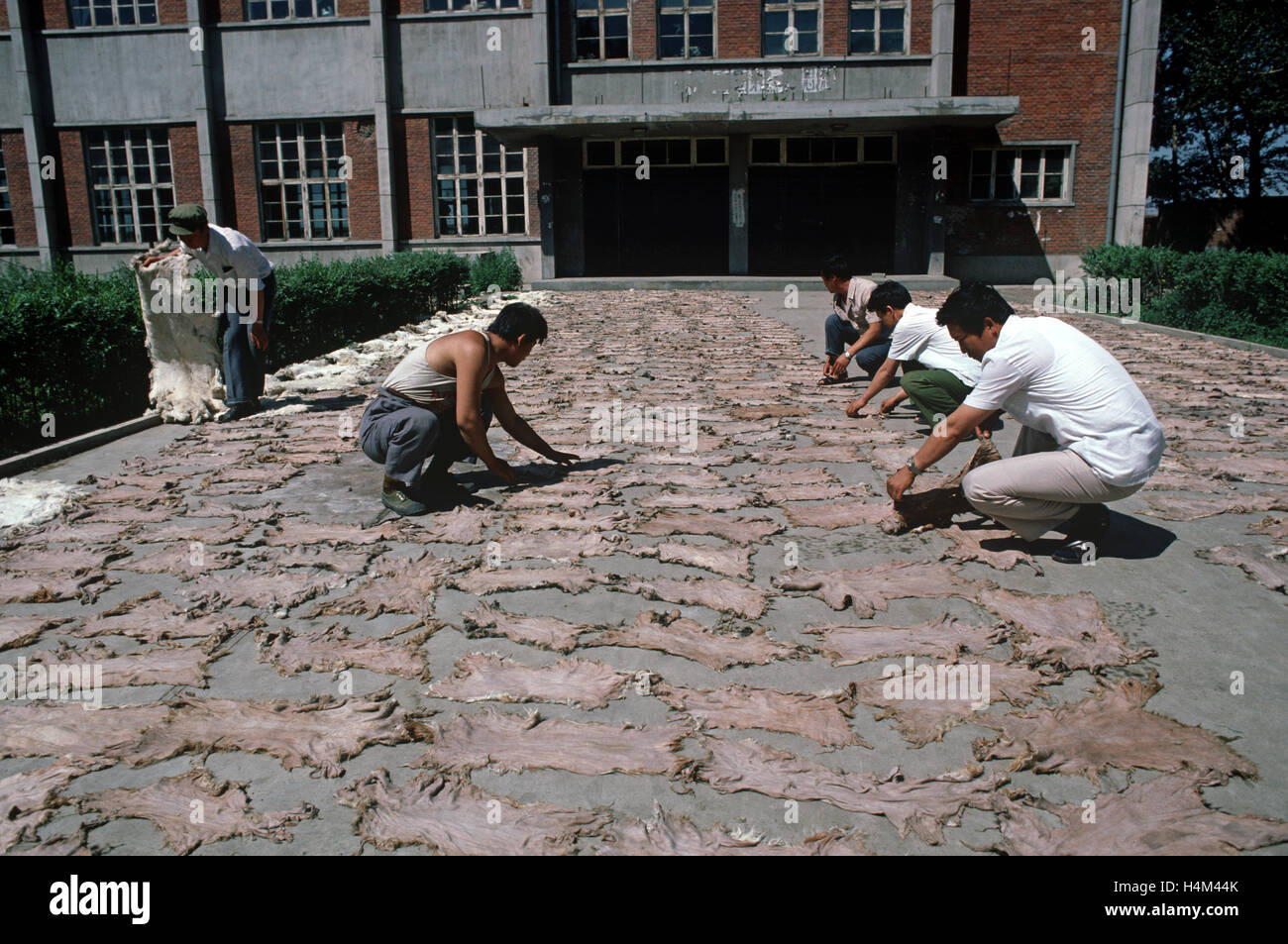 Drying animal furs hi-res stock photography and images - Alamy