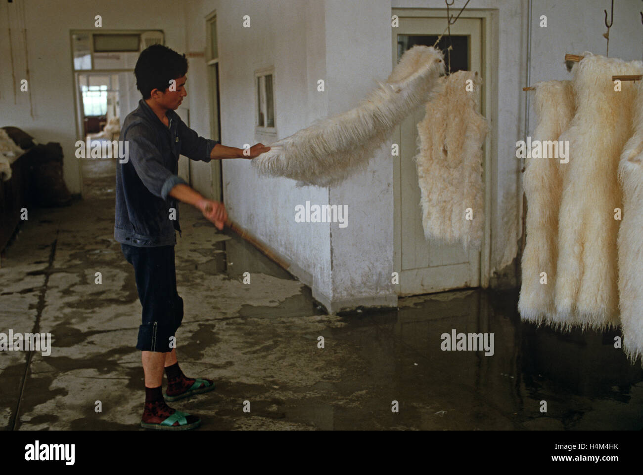 Washing furs in Harbin Fur Factory, Heilongjiang Province, China Stock ...