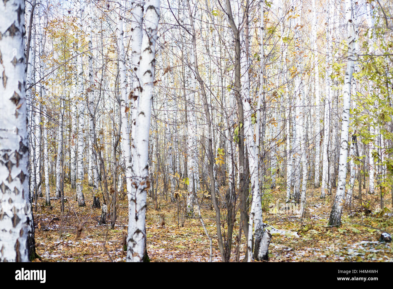 winter birch forest Stock Photo - Alamy
