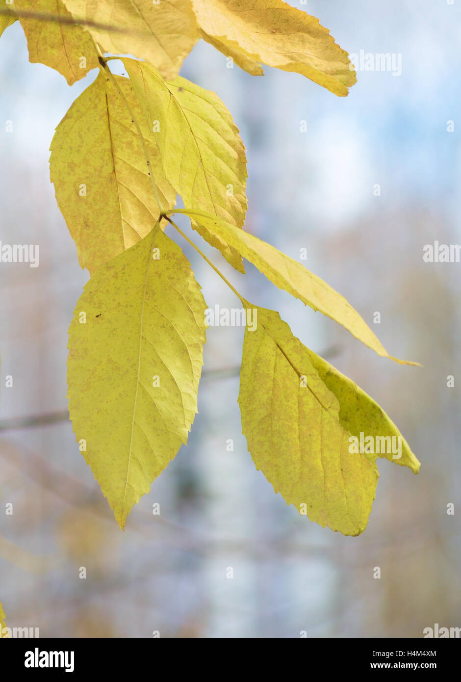 Leaves in a forest hi-res stock photography and images - Alamy