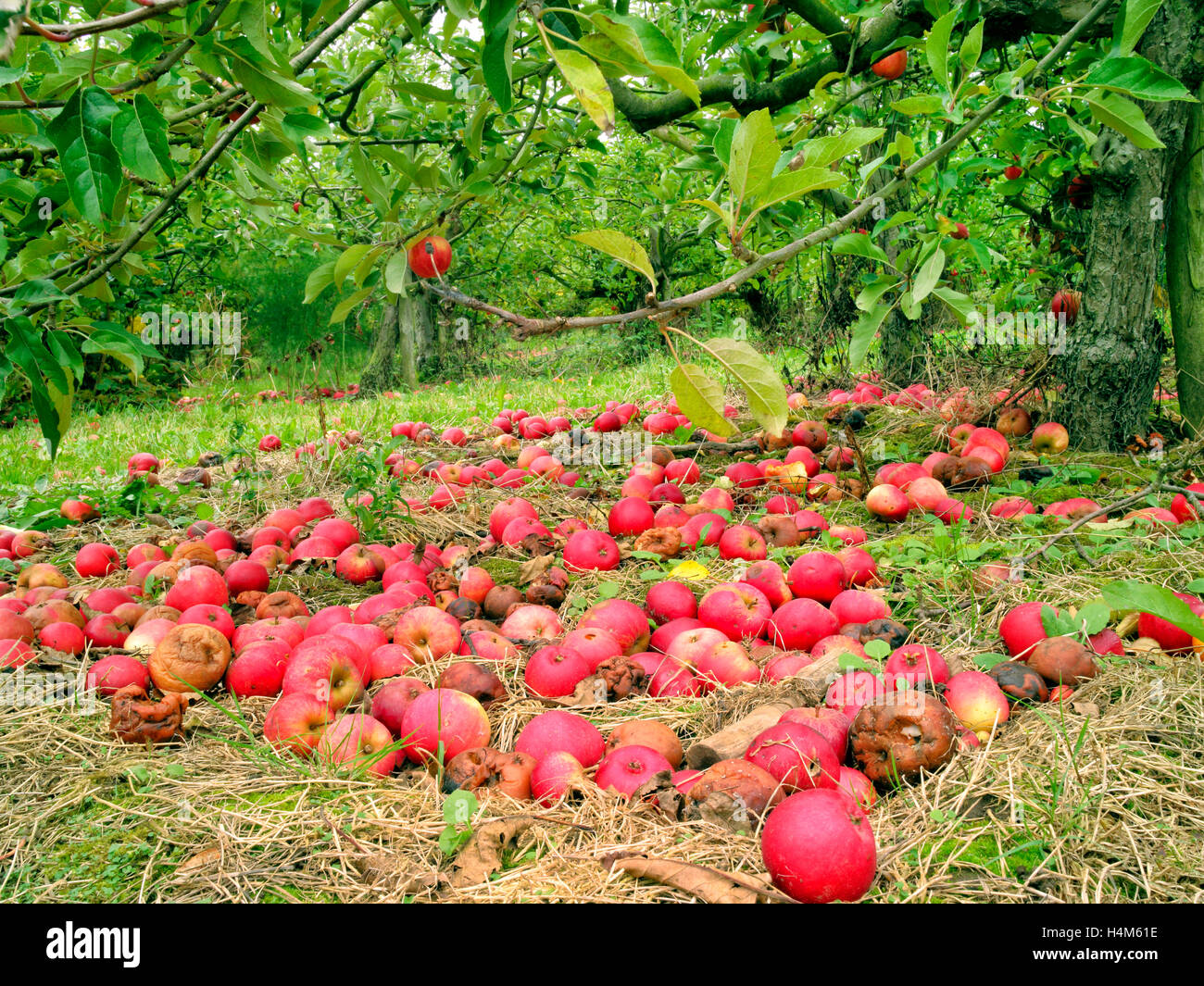 Red ripe and rotten apples under the tree in English orchard Stock ...