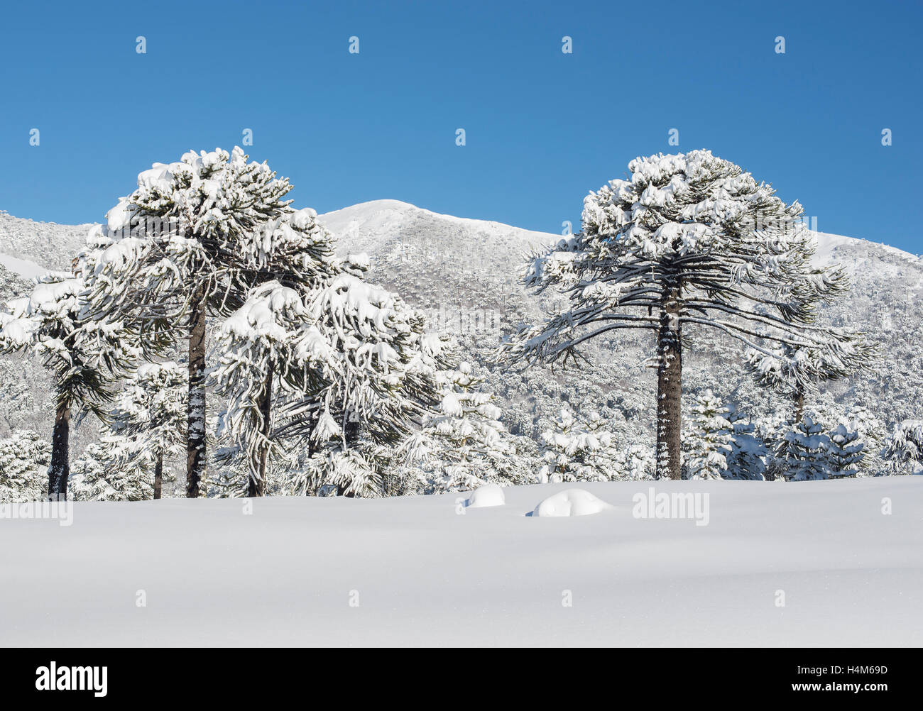 Bosques en Invierno, patagonia, Chile. Winter forest, Patagonia, Chile ...