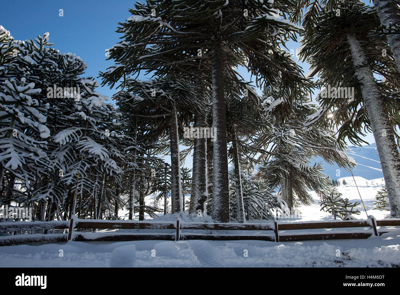 Bosques en Invierno, patagonia, Chile. Winter forest, Patagonia, Chile ...