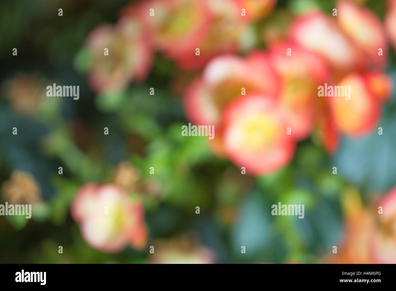 Blooming flowers / background Stock Photo - Alamy