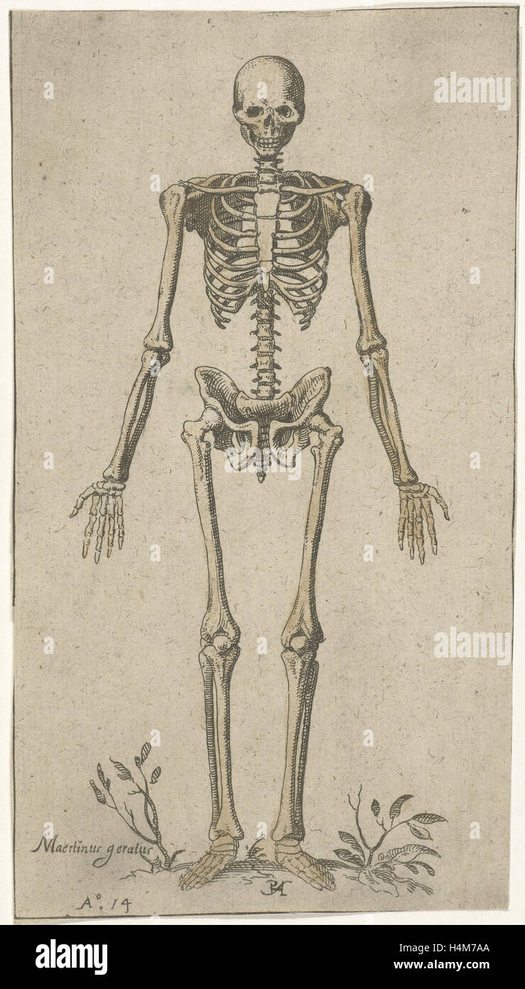 Male skeleton hi-res stock photography and images - Alamy