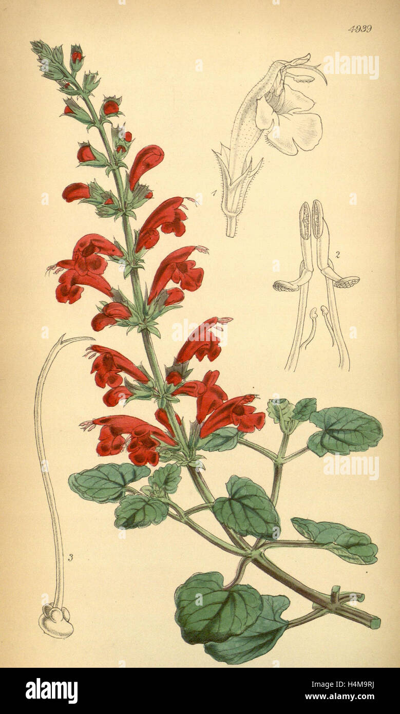 19th century botanical colour print. Botanical illustration. Form ...