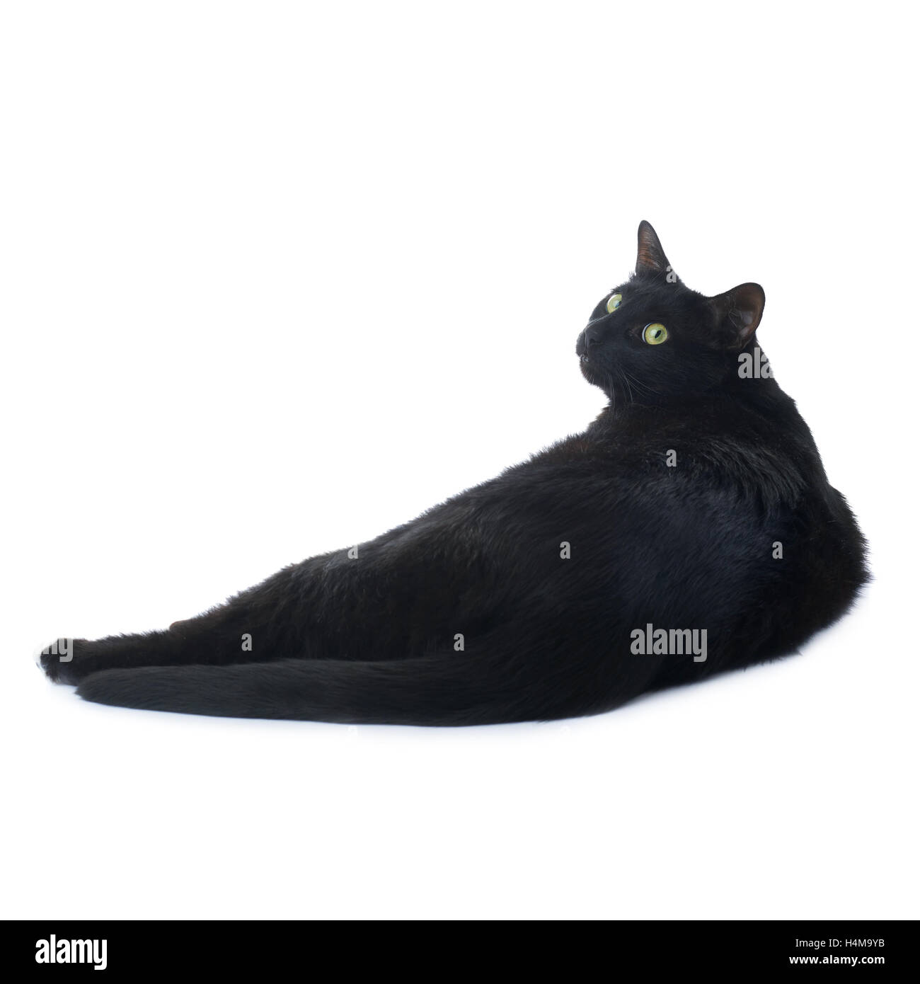 Lying black cat isolated over the white background Stock Photo - Alamy
