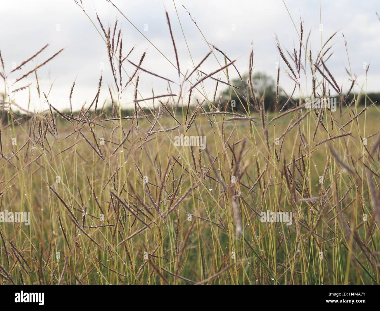 Windmill and grass hi-res stock photography and images - Alamy