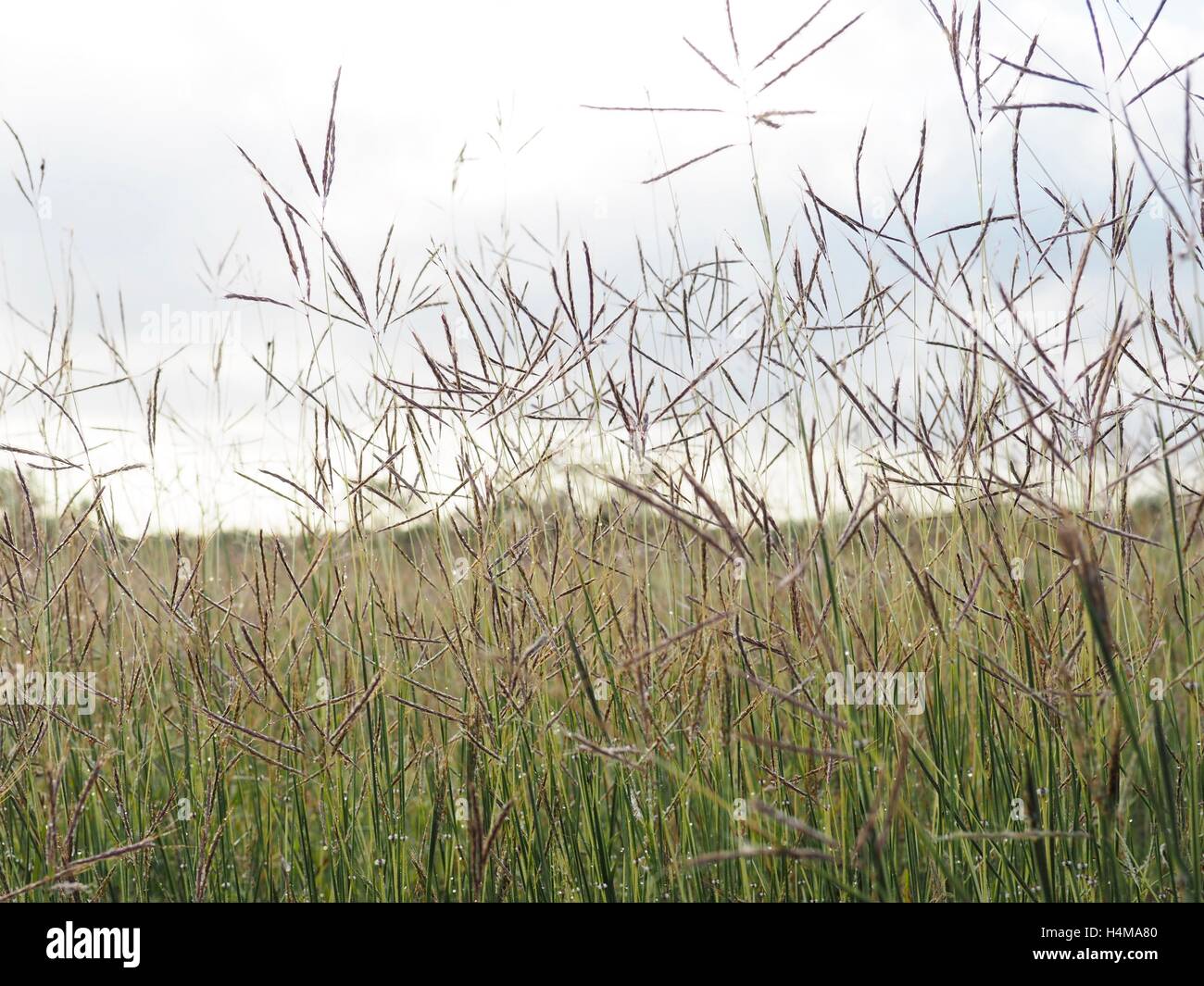 Texas windmill grass Stock Photo - Alamy