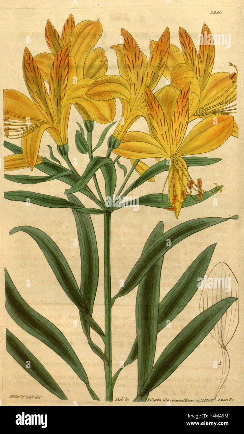 19th century botanical colour print. Botanical illustration. Form ...