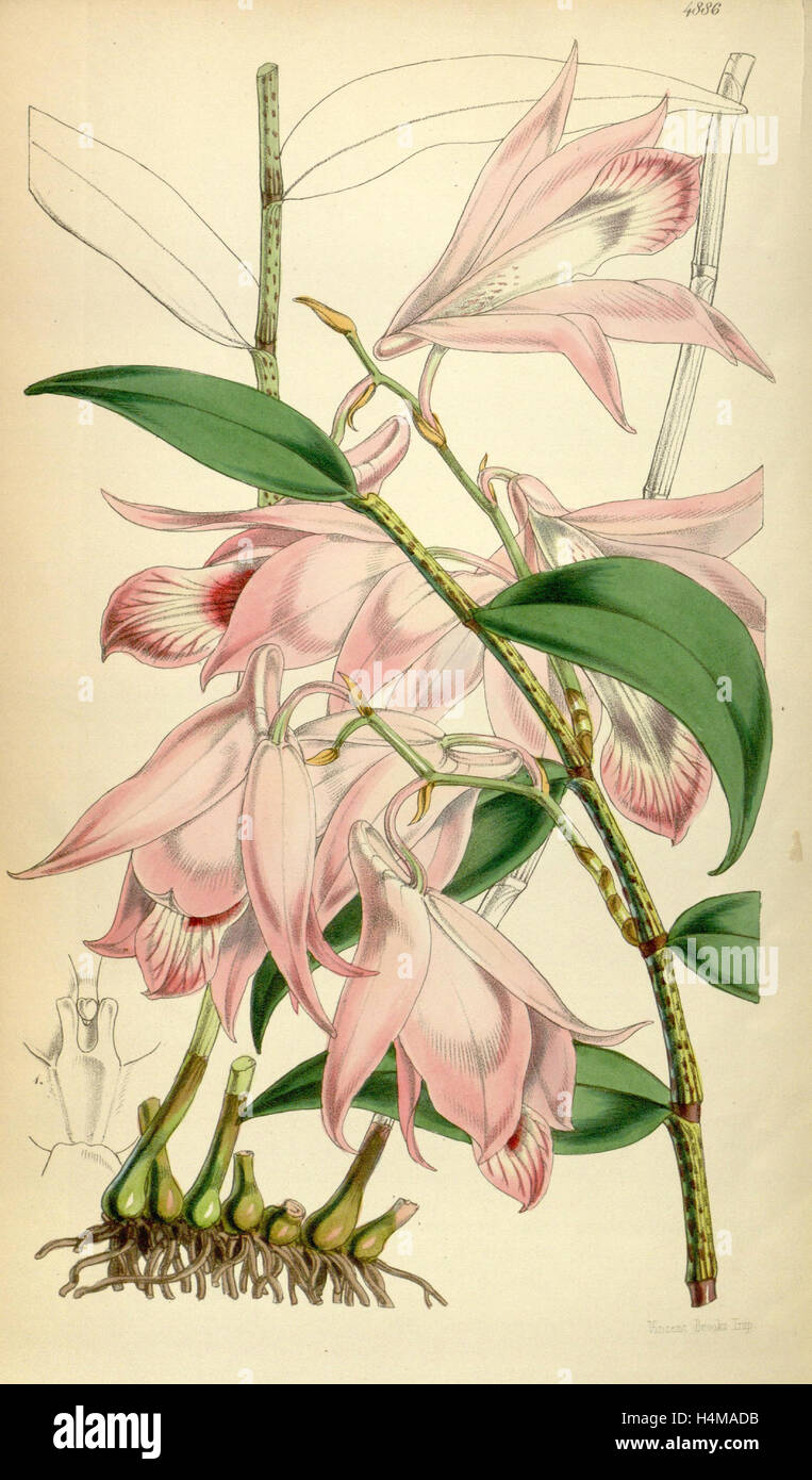 19th century botanical colour print. Botanical illustration. Form ...