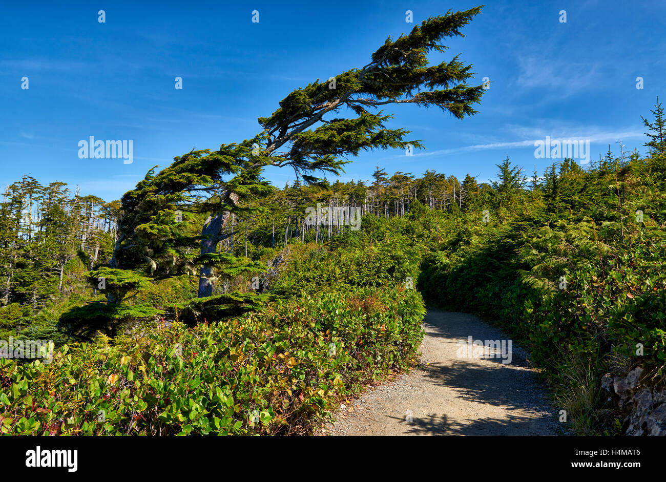 skew tree at Wild Pacific Trail, Pacific Rim National Park Reserve ...