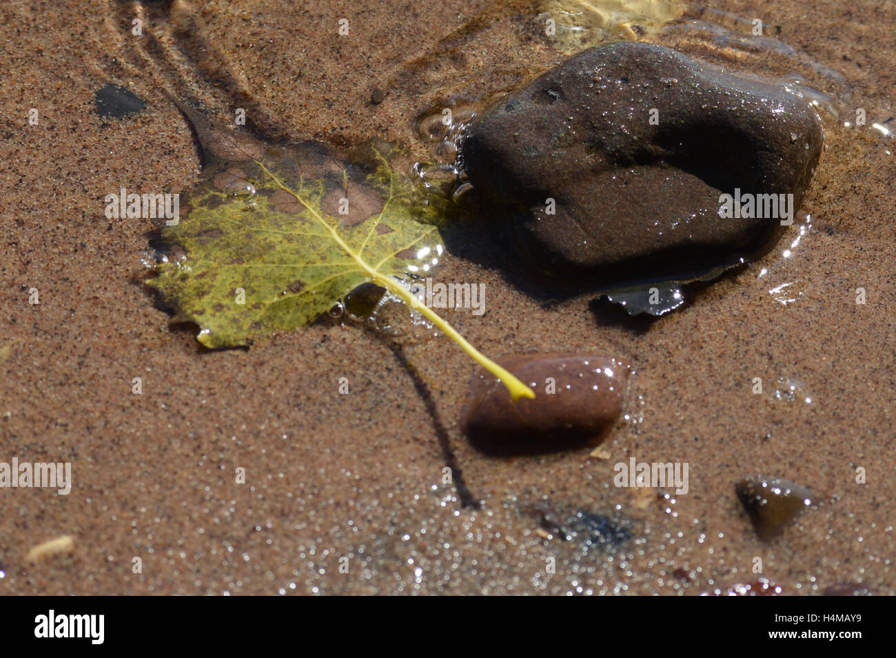 Leaf in the Sand Stock Photo - Alamy