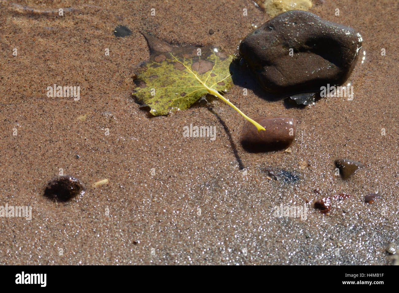 Leaf in the Sand Stock Photo - Alamy
